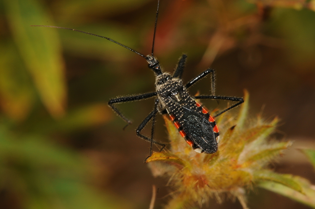 Rhynocoris albopilosus from Lope, Gabon on March 31, 2014 at 10:12 AM ...