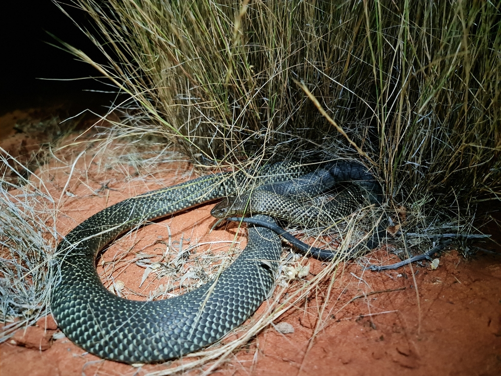 Mulga Snake from Olympic Dam SA 5725, Australia on March 17, 2022 at 08 ...