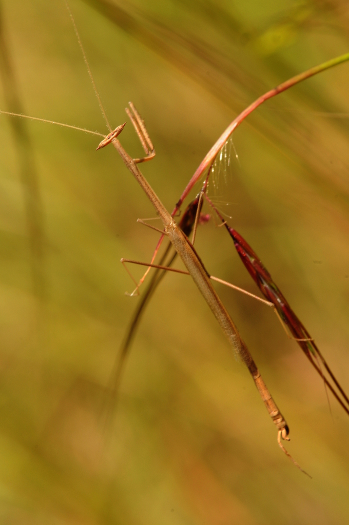 Oxyothespis acuticeps from Lope, Gabon on April 3, 2014 at 12:56 PM by ...