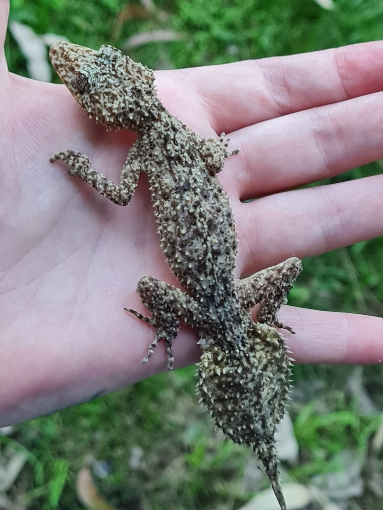 Broad-tailed Gecko from Fontenoy Park, Fontenoy Rd, Macquarie Park NSW ...