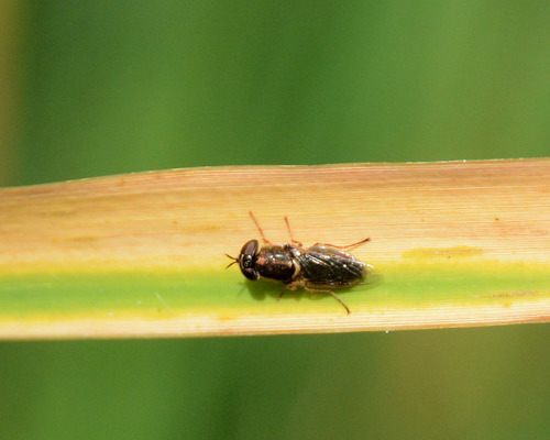 Observations by ladyrobyn · iNaturalist