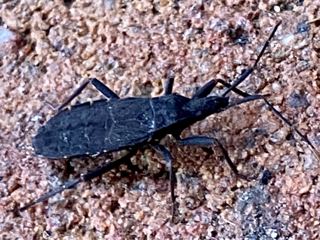 Ground Dwelling Bug from Takalarup, WA, AU on March 20, 2022 at 05:13 ...