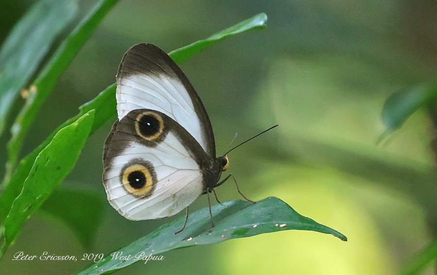 Taenaris catops Westwood