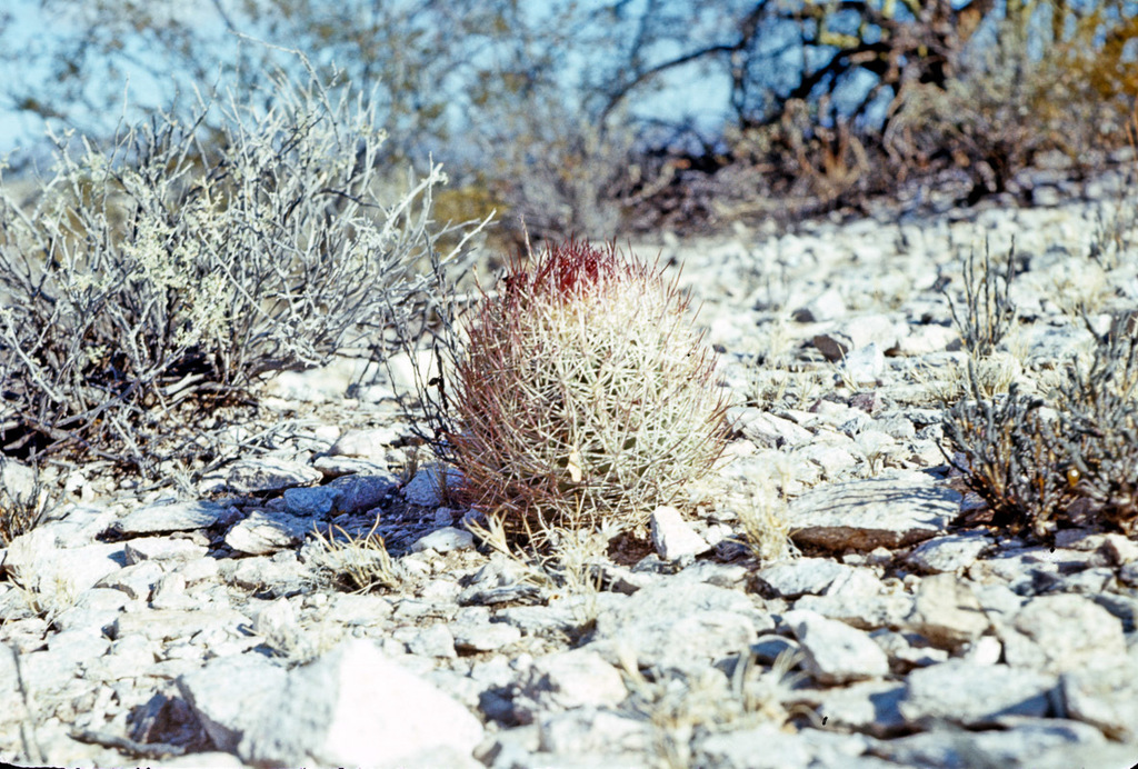 Acuña Cactus from General Plutarco Elías Calles, Sonora, Mexico on ...