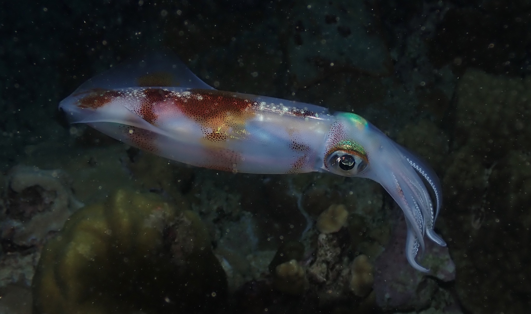 Sepioteuthis lessoniana d'Orbigny, 1826