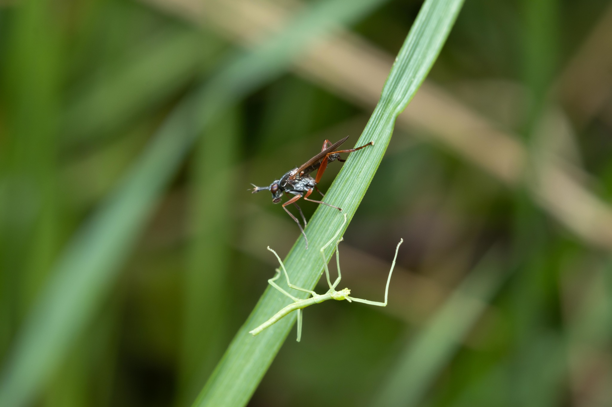 Sepedon sphegea (Fabricius, 1775)