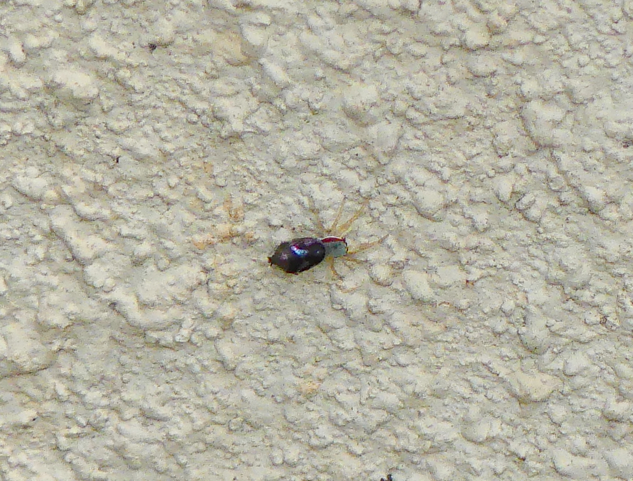 Chrysilla volupe (Karsch, 1879)