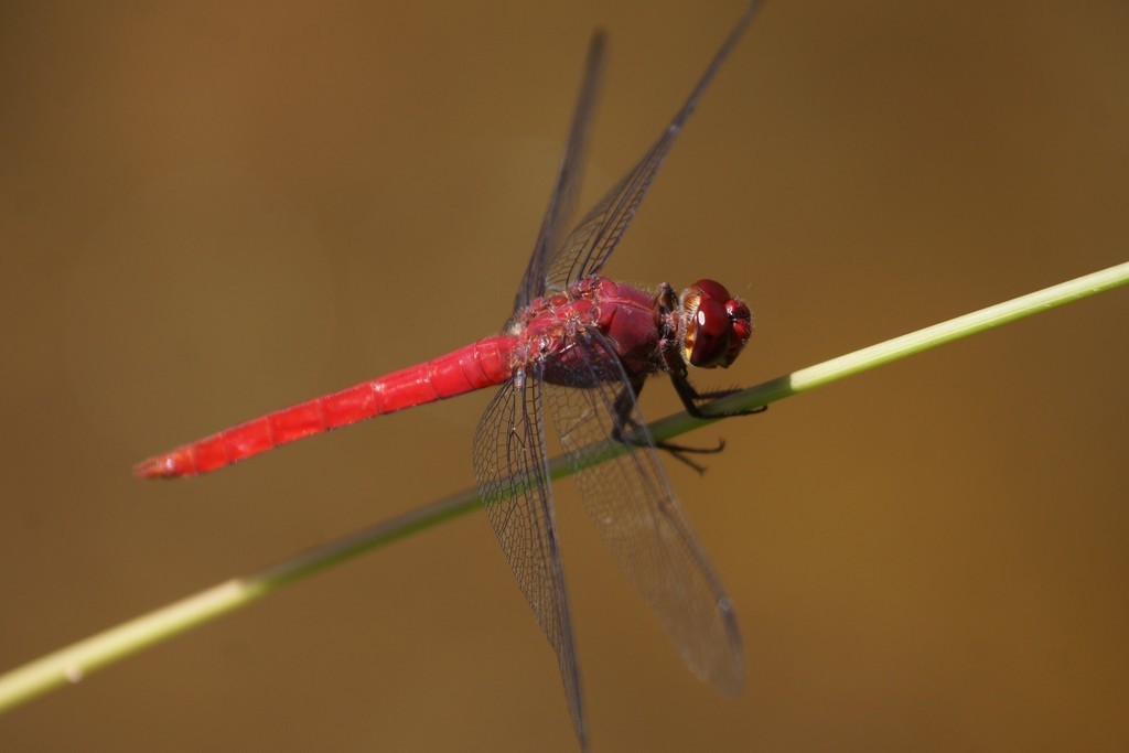 Tropical King Skimmers from Río Piedras, San Juan, Puerto Rico on March ...