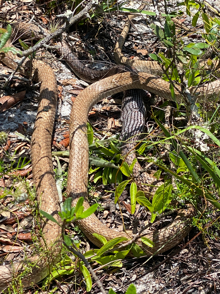 Eastern Coachwhip from Juno Beach on June 11, 2020 at 01:13 PM by ...