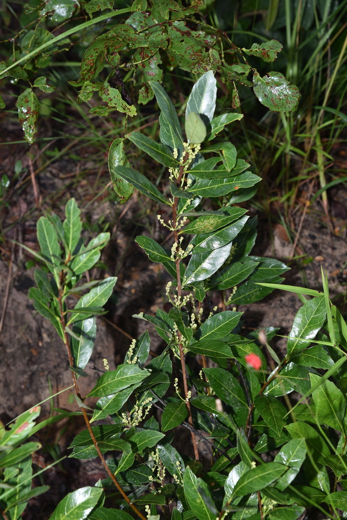 nian mu family (Ixonanthaceae) - Botanical Realm
