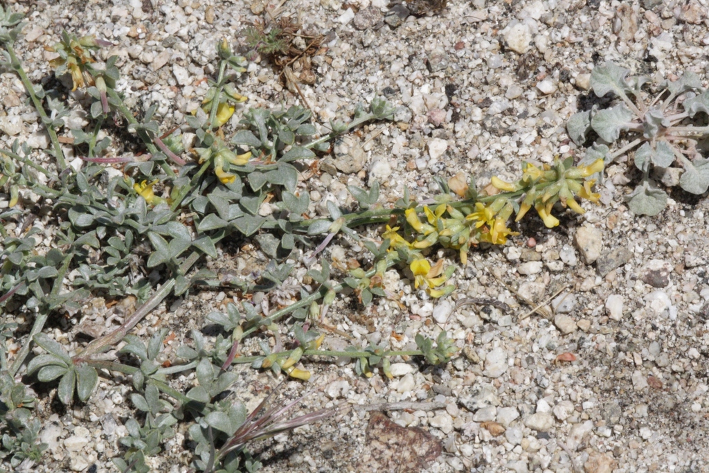 Silky California Broom (Acmispon procumbens) - Botanical Realm
