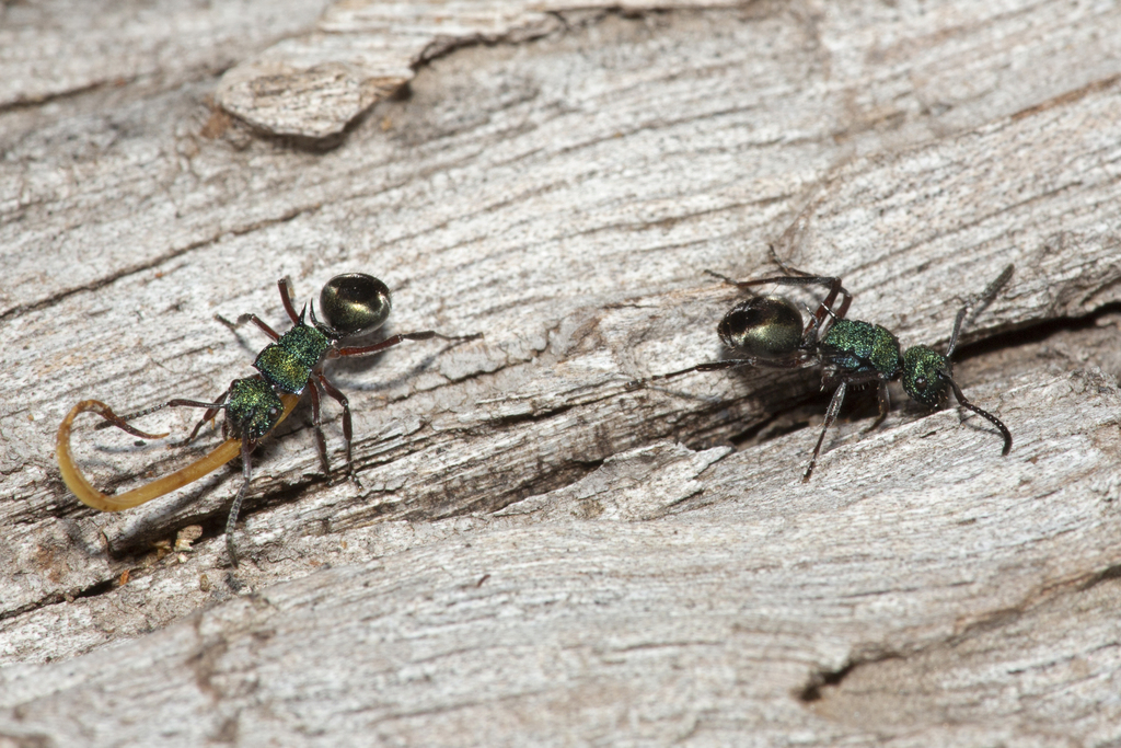 Polyrhachis hookeri from Mount Coot-Tha QLD 4066, Australia on March 20 ...