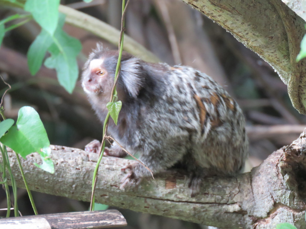 Callithrix jacchus × penicillata (Hibrid mammals) · iNaturalist