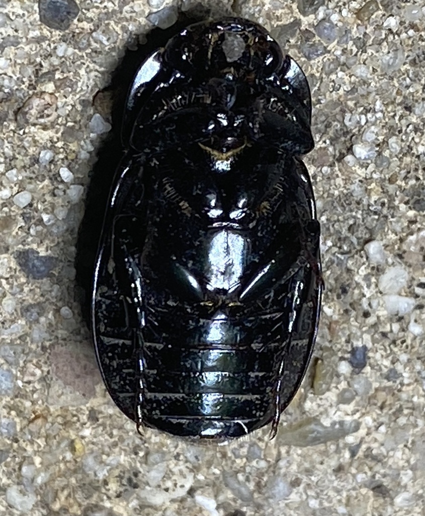 Masked Chafers and Rice Beetles from Shearwater Ave, Aubrey, TX, US on ...