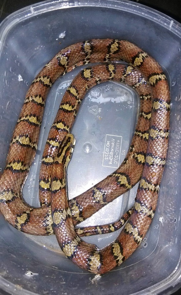 Bella Rat Snake in October 2014 by 通通 · iNaturalist