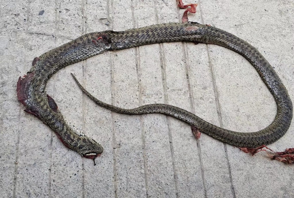 Zoige Ratsnake in August 2019 by 通通 · iNaturalist