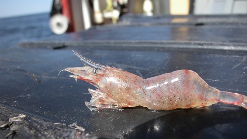 Circumpolar Eualid (Shrimp of the Gulf of St Lawrence / Crevettes du ...
