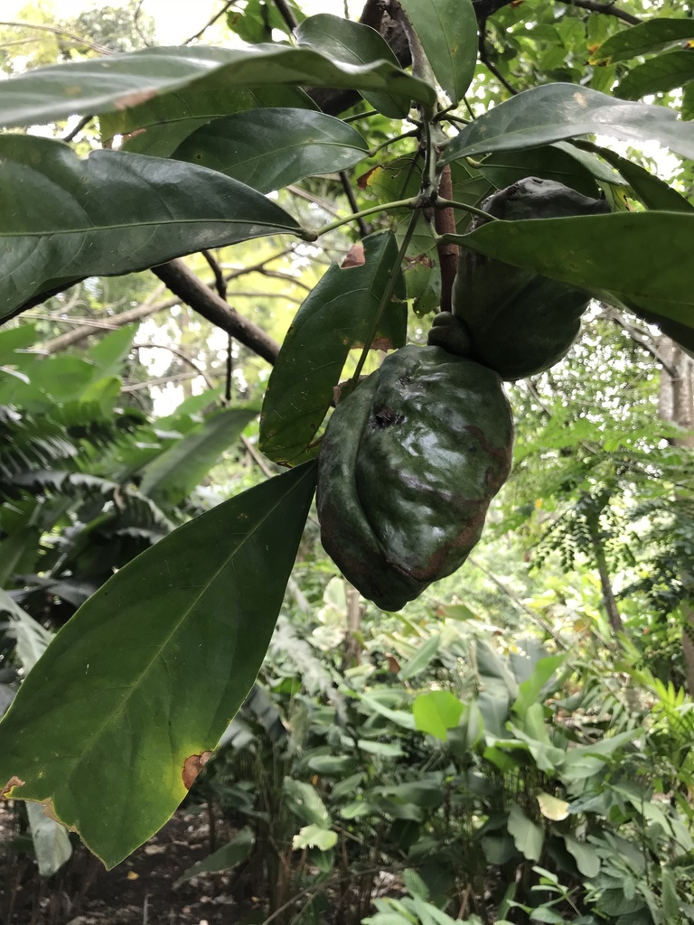 Kola Trees (Cola) - Botanical Realm