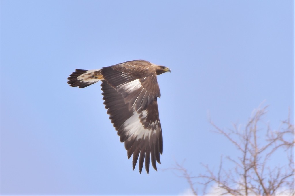 Himalayan Golden Eagle (Aquila chrysaetos daphanea) - Avian Discovery