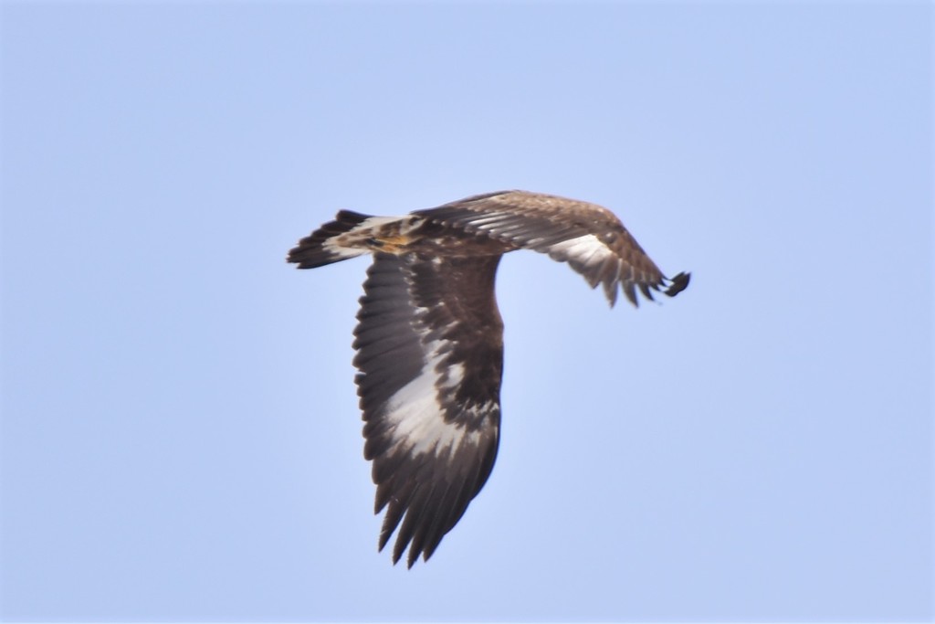 Himalayan Golden Eagle (Aquila chrysaetos daphanea) - Avian Discovery