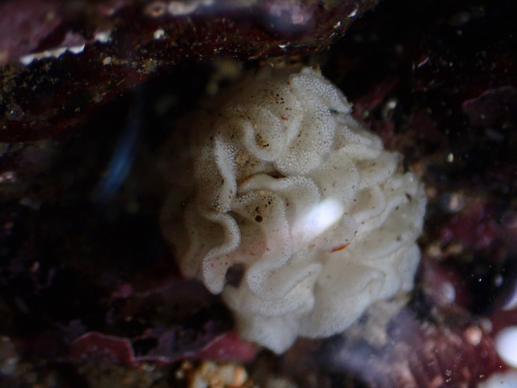 Pink Bubble Snail from 台灣新北市 on March 20, 2022 at 02:36 PM by 莊育偉 ...