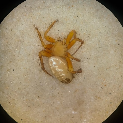 Mangora chao · iNaturalist United Kingdom