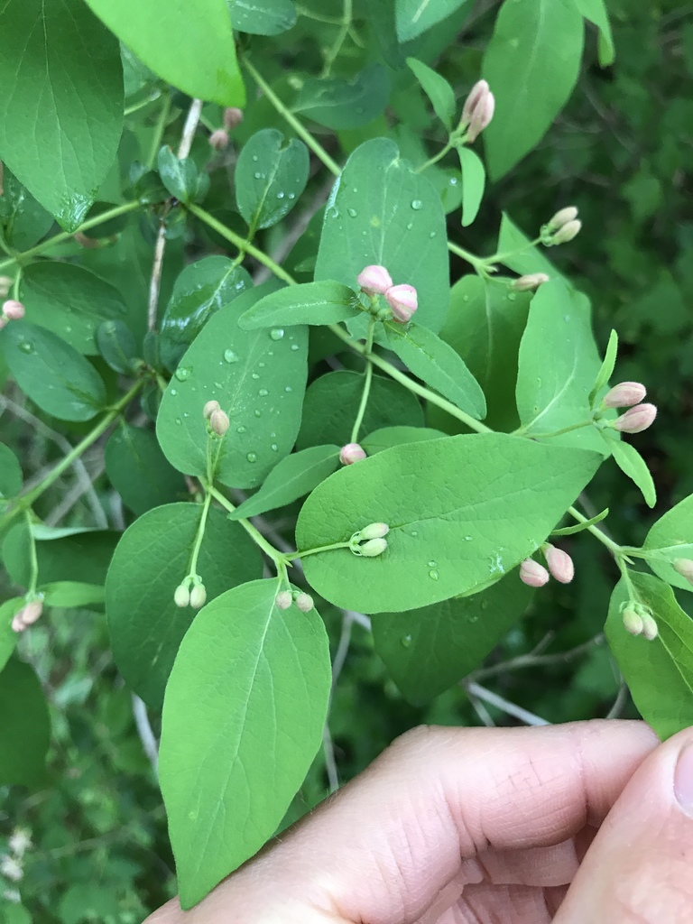 Tatarian honeysuckle from 14031 Pine Lake Ave, Cedar Springs, MI, US on ...