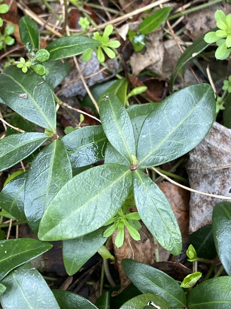 Periwinkle from Ohio University, Athens, OH, US on March 20, 2022 at 11 ...