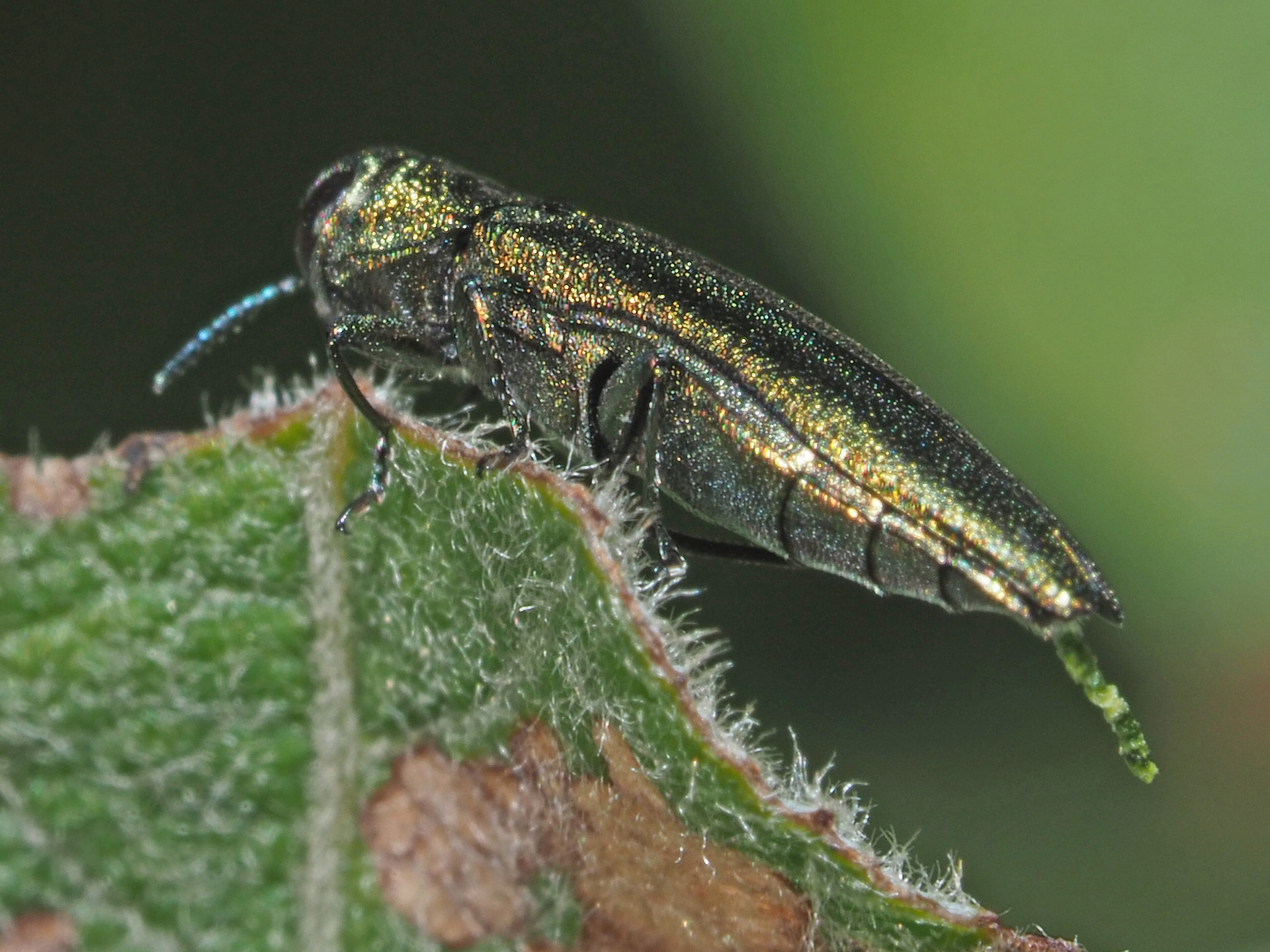 Agrilus viridis (Linnaeus, 1758)