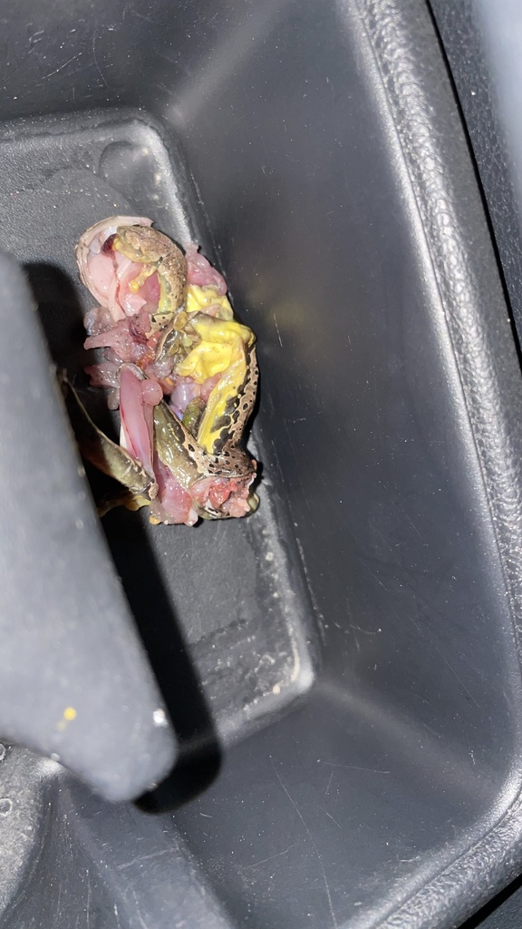 Mourning Tree Frog in October 2021 by Chris Grünwald Herp.mx · iNaturalist