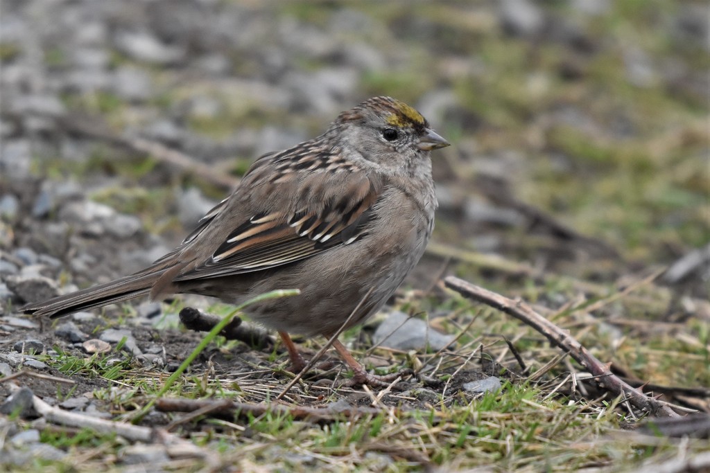 Golden-crowned Sparrow from Nanaimo, BC, Canada on March 19, 2022 at 11 ...