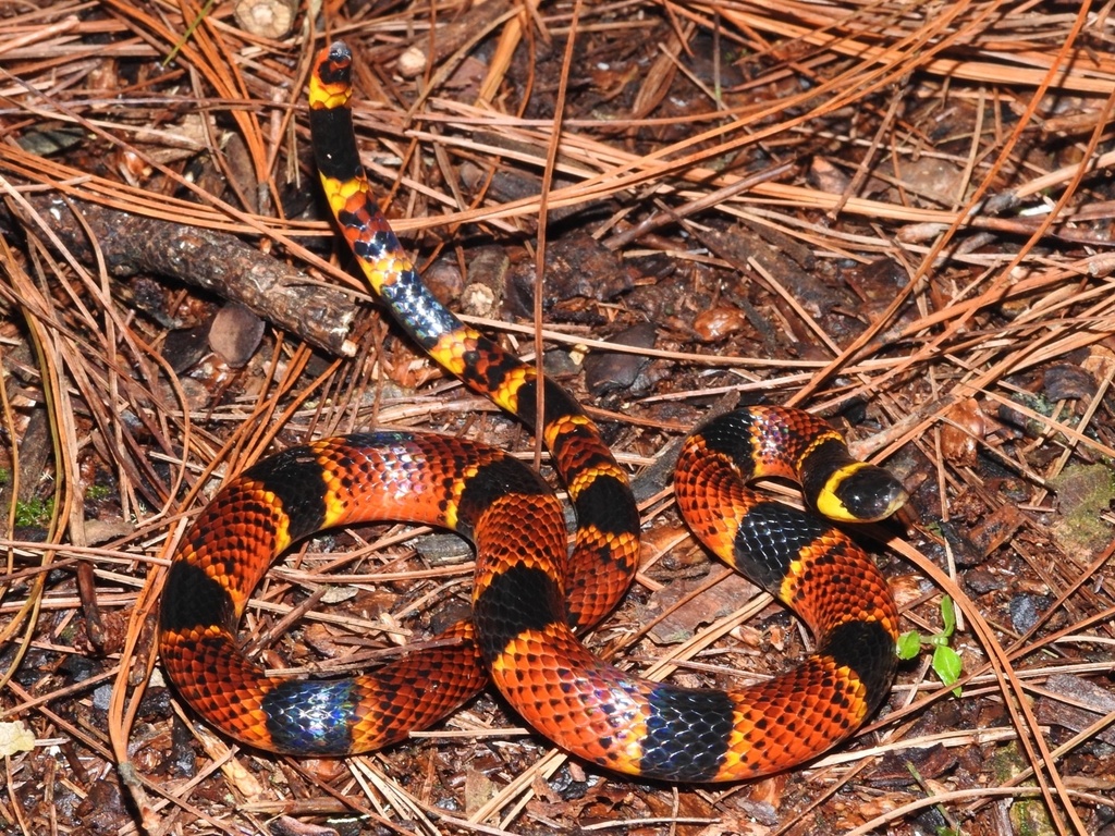 Variegated False Coral Snake in October 2021 by Chris Grünwald Herp.mx ...