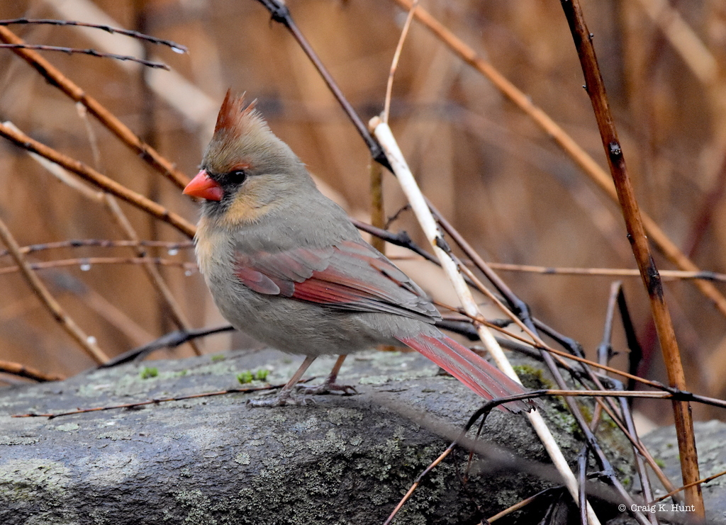 Northern Cardinal from Townshend, VT, USA on March 19, 2022 at 03:01 PM ...