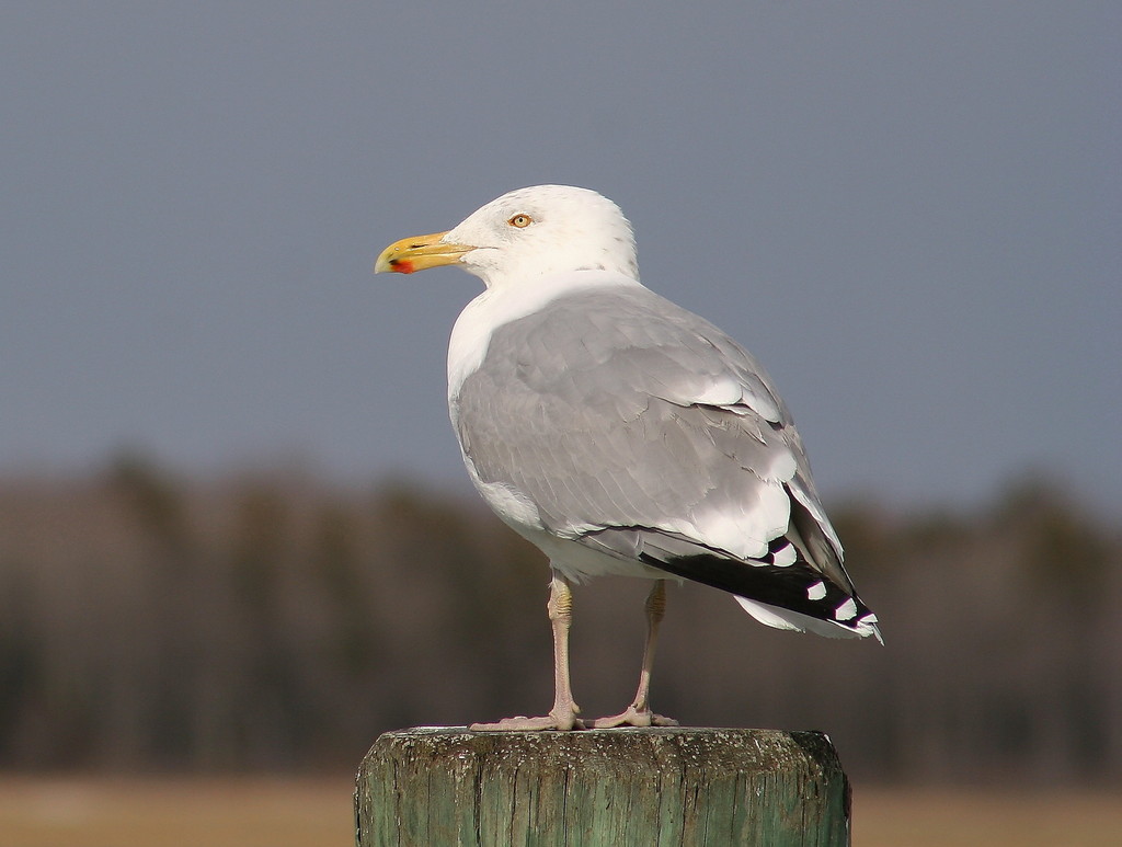 American Herring Gull (Shorebirds of Southern Ontario (Common Species ...
