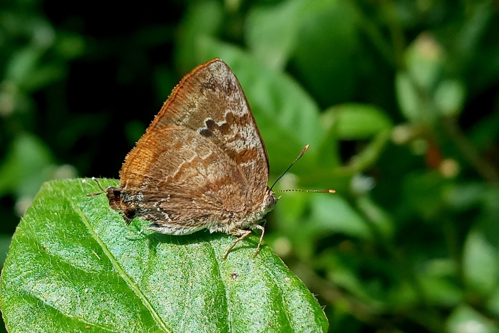 Rekoa palegon (Borboletas de Rio Claro, SP/Butterflies of Rio Claro, SP ...