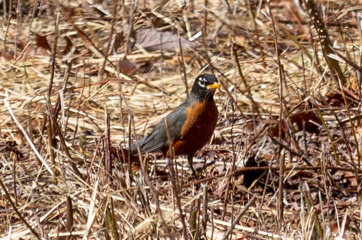 American Robin from Harford County, MD, USA on March 13, 2022 at 09:41 ...