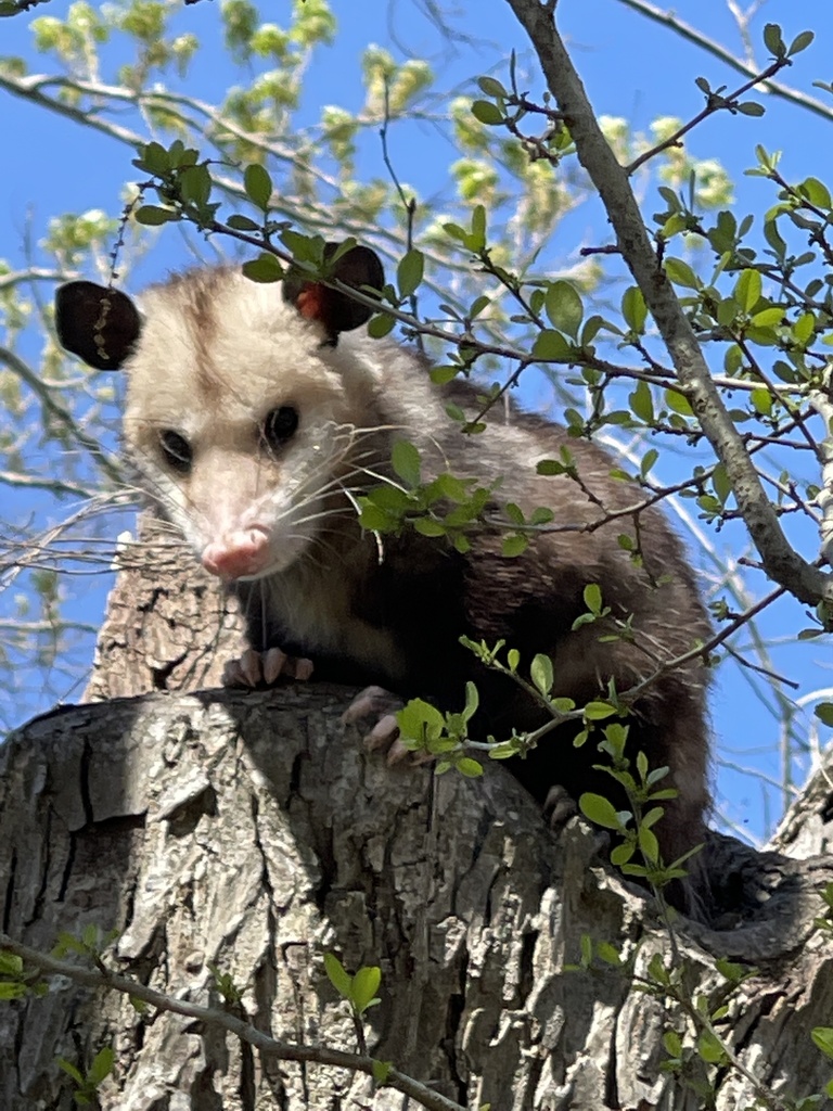 Virginia Opossum from Russ Pitman Park, Bellaire, TX, US on March 20 ...
