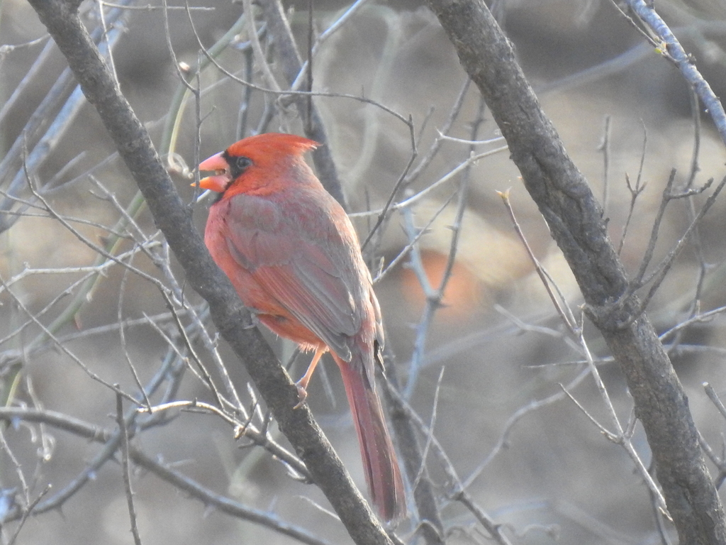 Northern Cardinal from Lewisville, TX, USA on March 20, 2022 at 09:06 ...