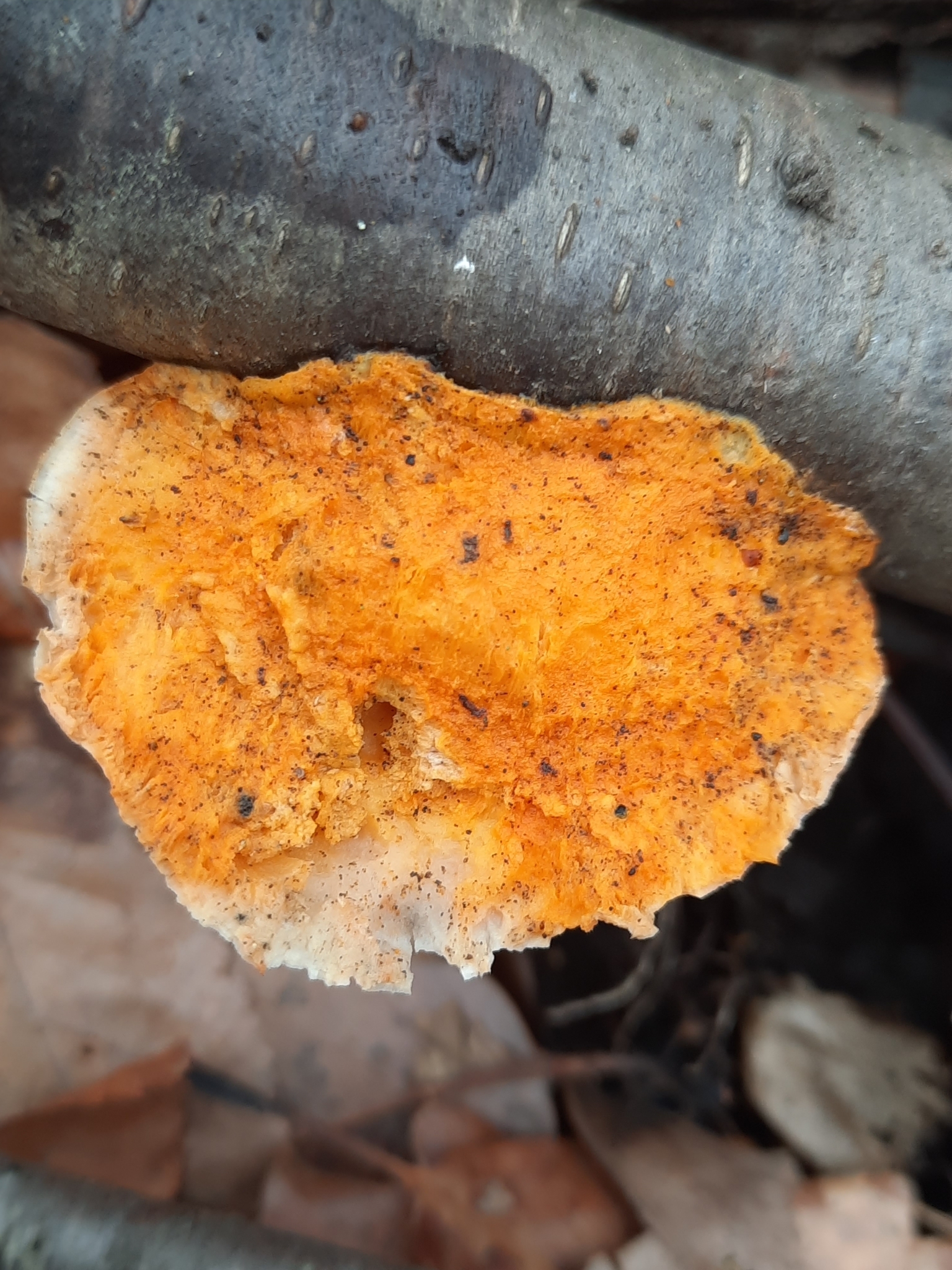 Tyromyces chioneus (Fr.) P.Karst.