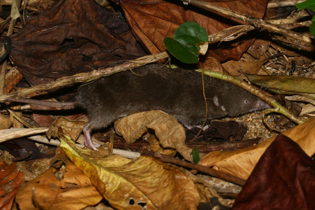 Hova Rice Tenrec from Toamasina Province, Madagascar on November 28 ...