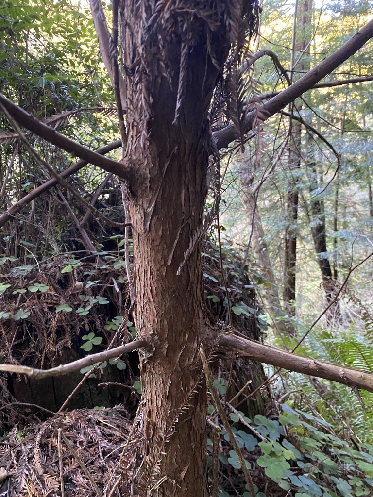 Pacific yew from Pacific, Arcata, CA, USA on March 17, 2022 at 10:34 AM by meburgess · iNaturalist