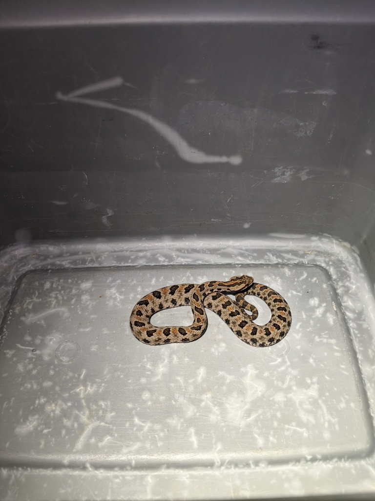 Western Pygmy Rattlesnake in September 2020 by Jimmy Welch · iNaturalist