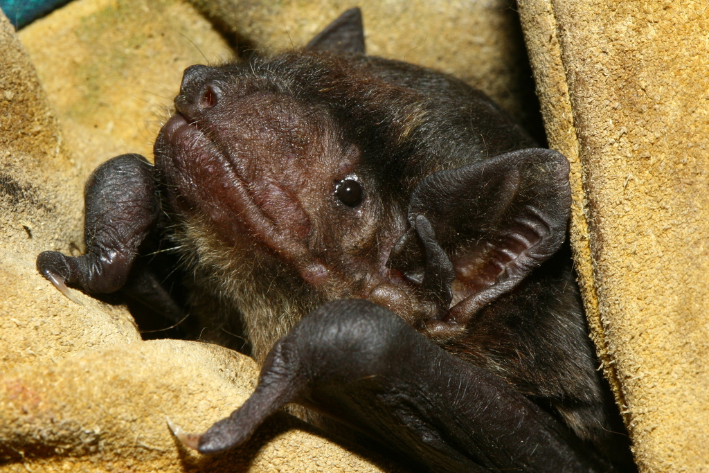 Scotophilus robustus (African bats and rodents) · iNaturalist