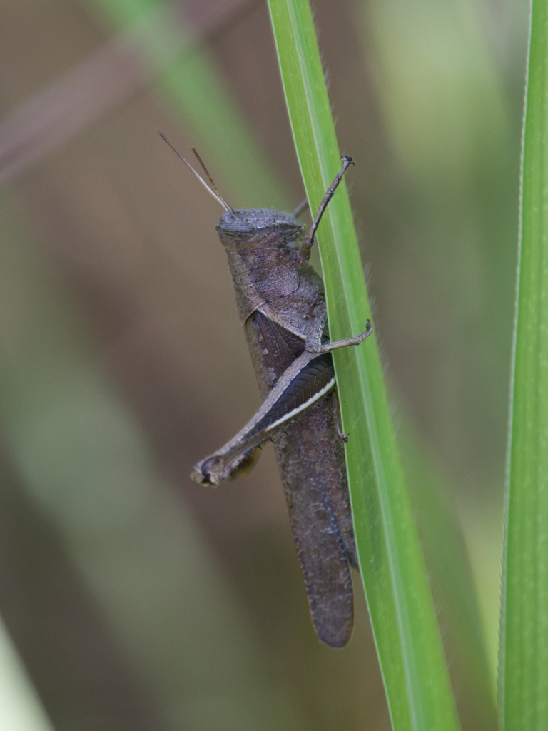 Abracris flavolineata from Guatapará - State of São Paulo, 14115-000 ...