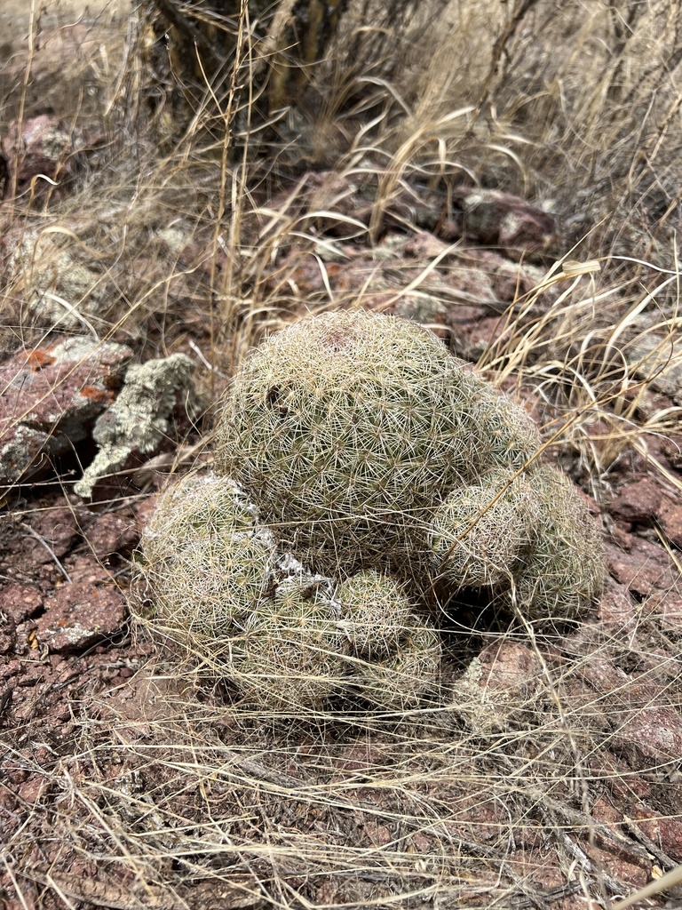 Recurved Cory Cactus in March 2022 by Mason S. · iNaturalist