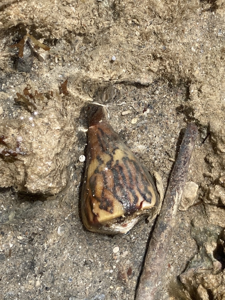 Flag Cone from Red Sea, Rotes Meer, EG on March 18, 2022 at 12:52 PM by ...