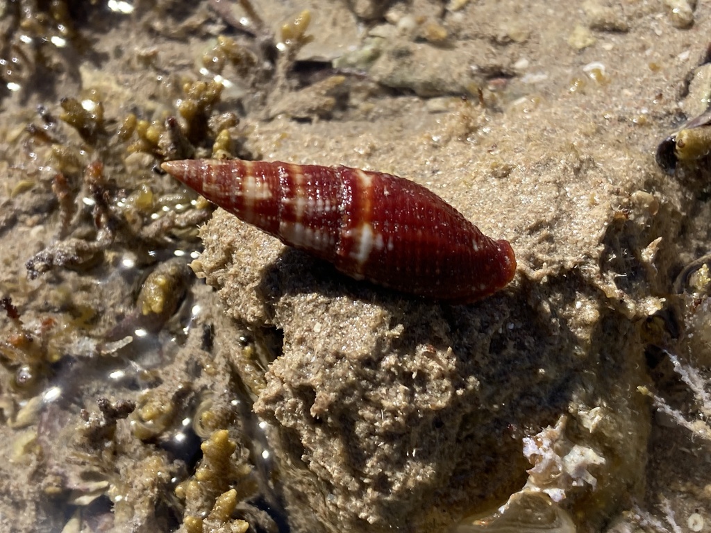 Mitre Snails from Red Sea, Rotes Meer, EG on March 18, 2022 at 12:47 PM ...