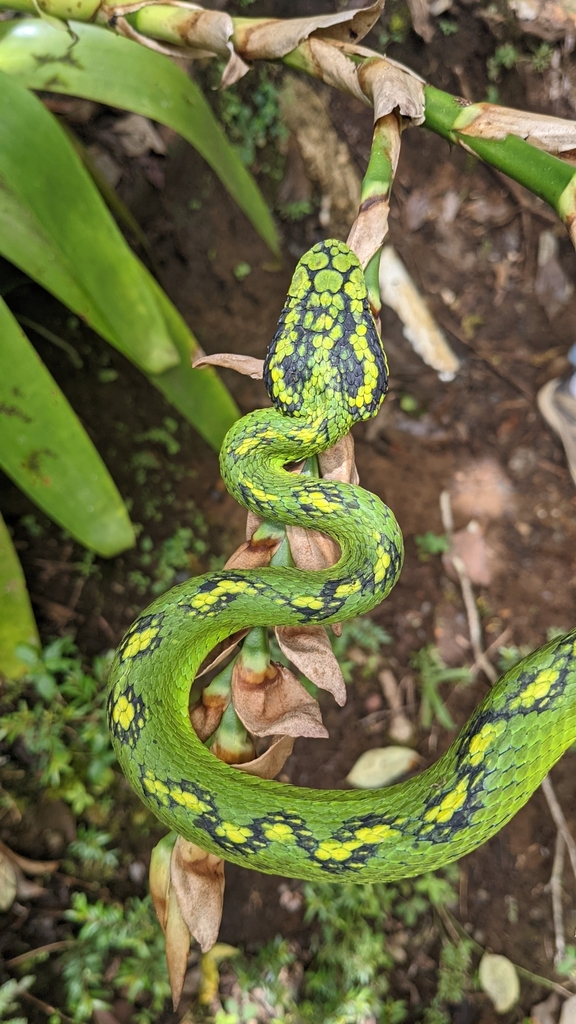Yellow-blotched Palm Pit Viper (Bothriechis aurifer) - Snakes and Lizards