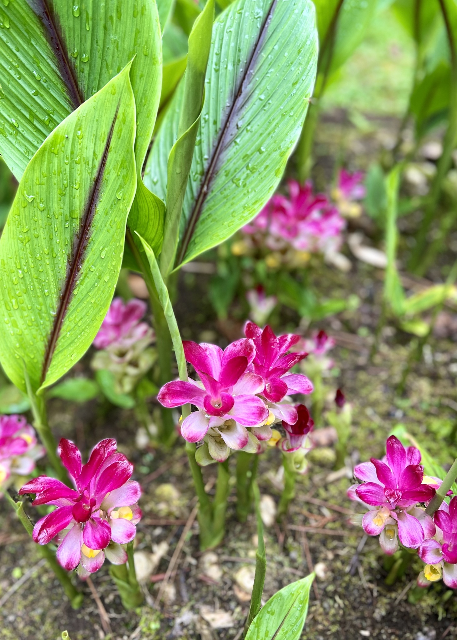 Curcuma zedoaria (Christm.) Roscoe