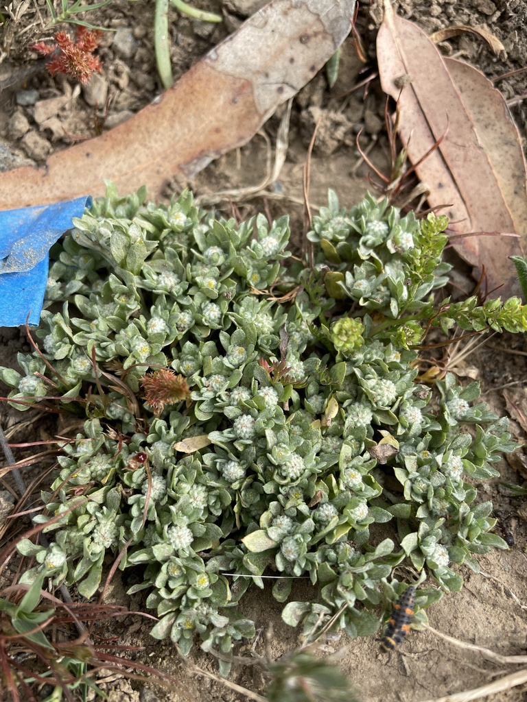 Woolly-Marbles from CA-113, Dixon, CA, US on March 19, 2022 at 04:08 PM ...